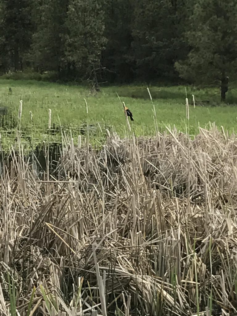 Slavin Conservation Area Loop – NaughtyHiker
