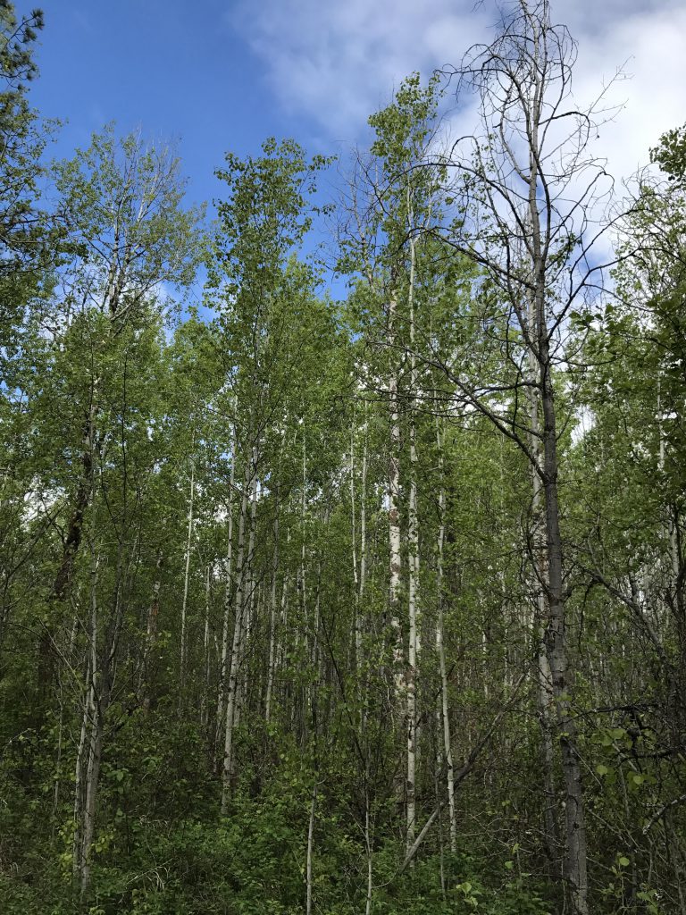 Slavin Conservation Area Loop – NaughtyHiker