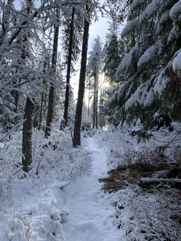 Three Tree and Sampson Loop – NaughtyHiker