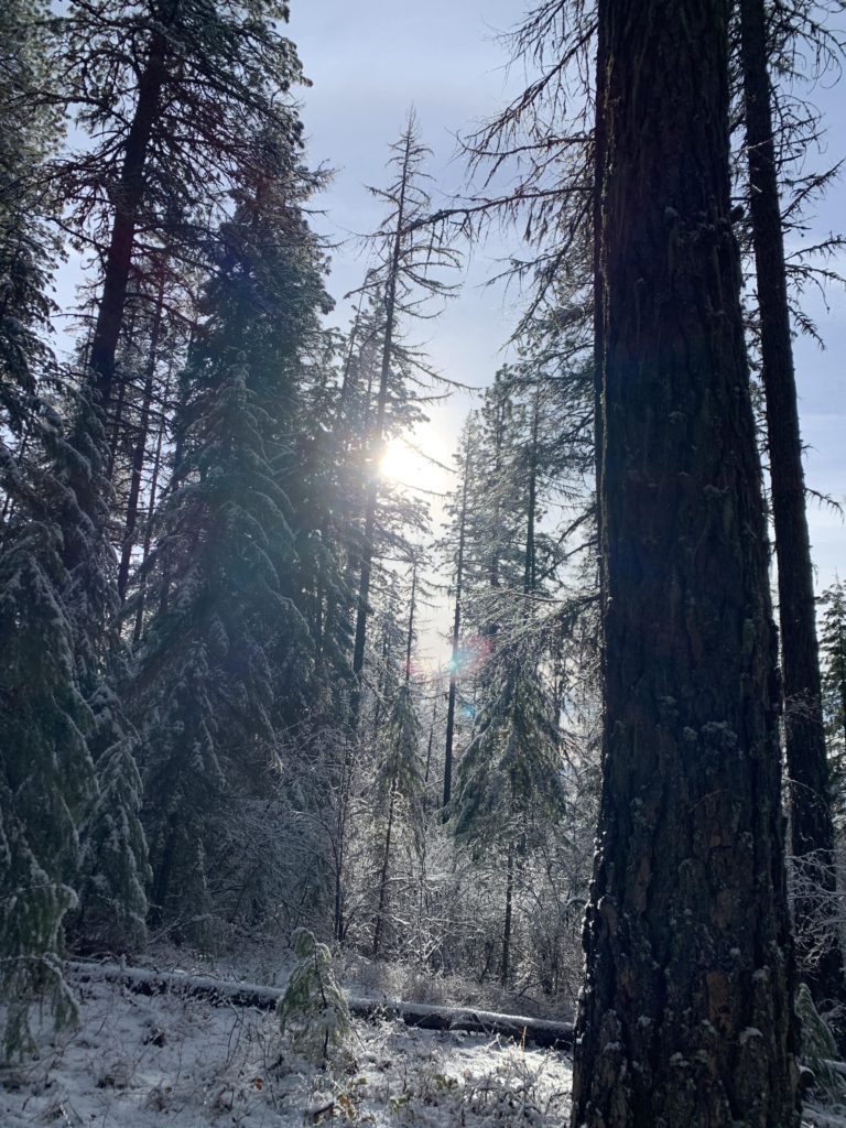 Giant White Pine Loop – NaughtyHiker