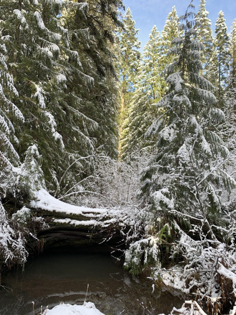 Giant White Pine Loop – NaughtyHiker